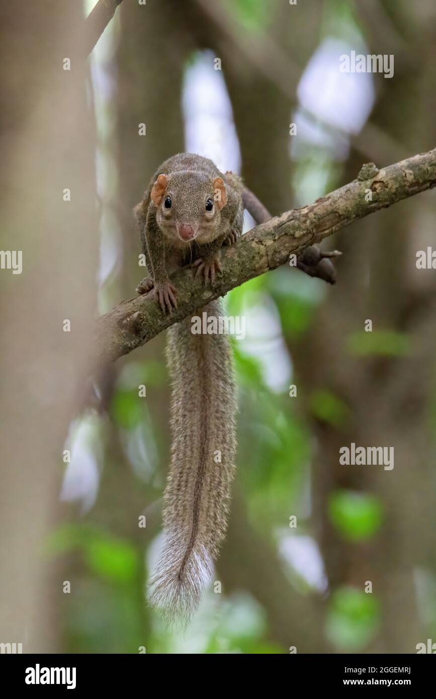Treeshrew hi-res stock photography and images - Alamy