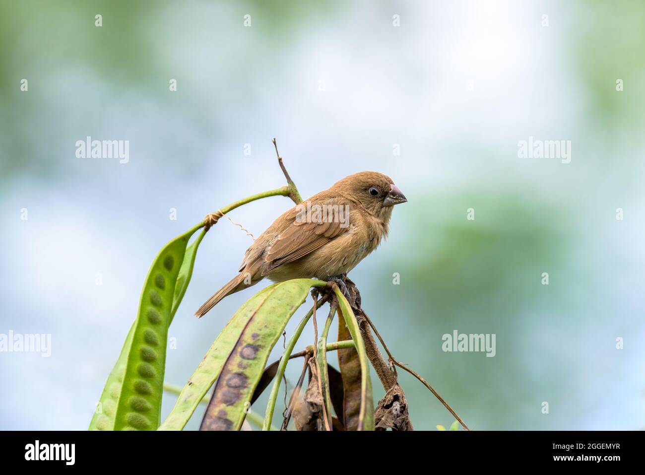 Plaintive hi-res stock photography and images - Alamy