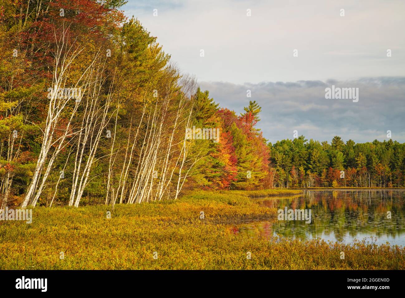 Branches of big trees hi-res stock photography and images - Alamy