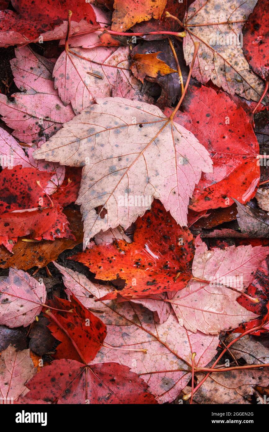 Red maple leaves in water hi-res stock photography and images - Alamy