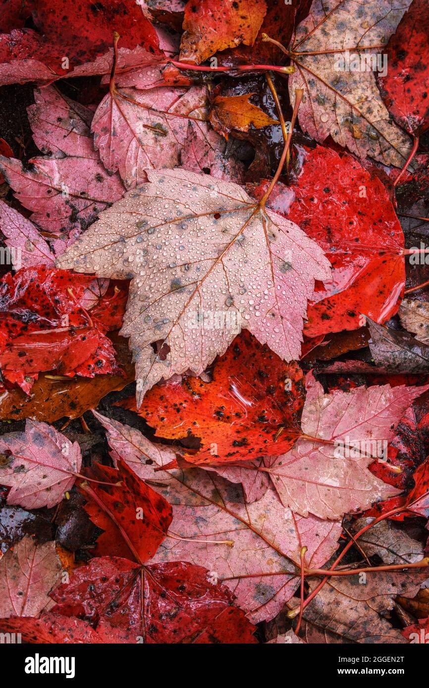 Colorful autumn Maple leaves in Michigan Stock Photo - Alamy