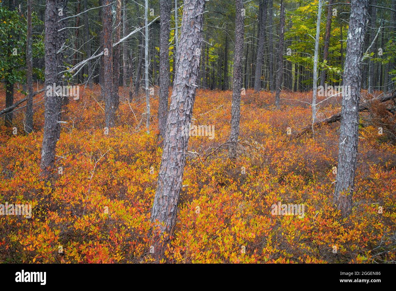 Colorful blueberry bushes and pines at Miners Beach in Pictured Rocks ...