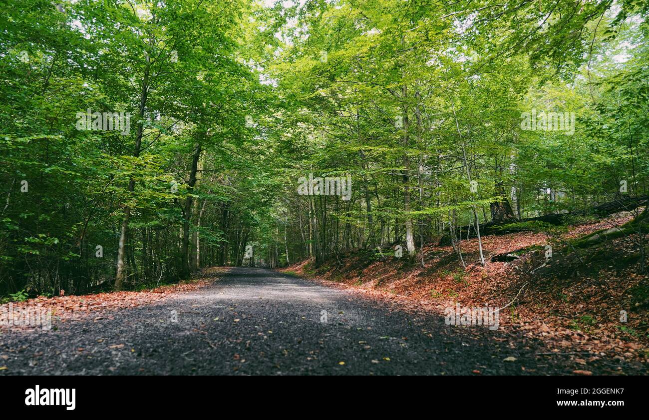 Forest photography with beautiful trees and walk paths Stock Photo - Alamy