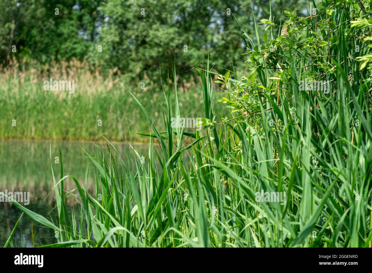 Closeup shot of high green grass near lake among trees Stock Photo - Alamy