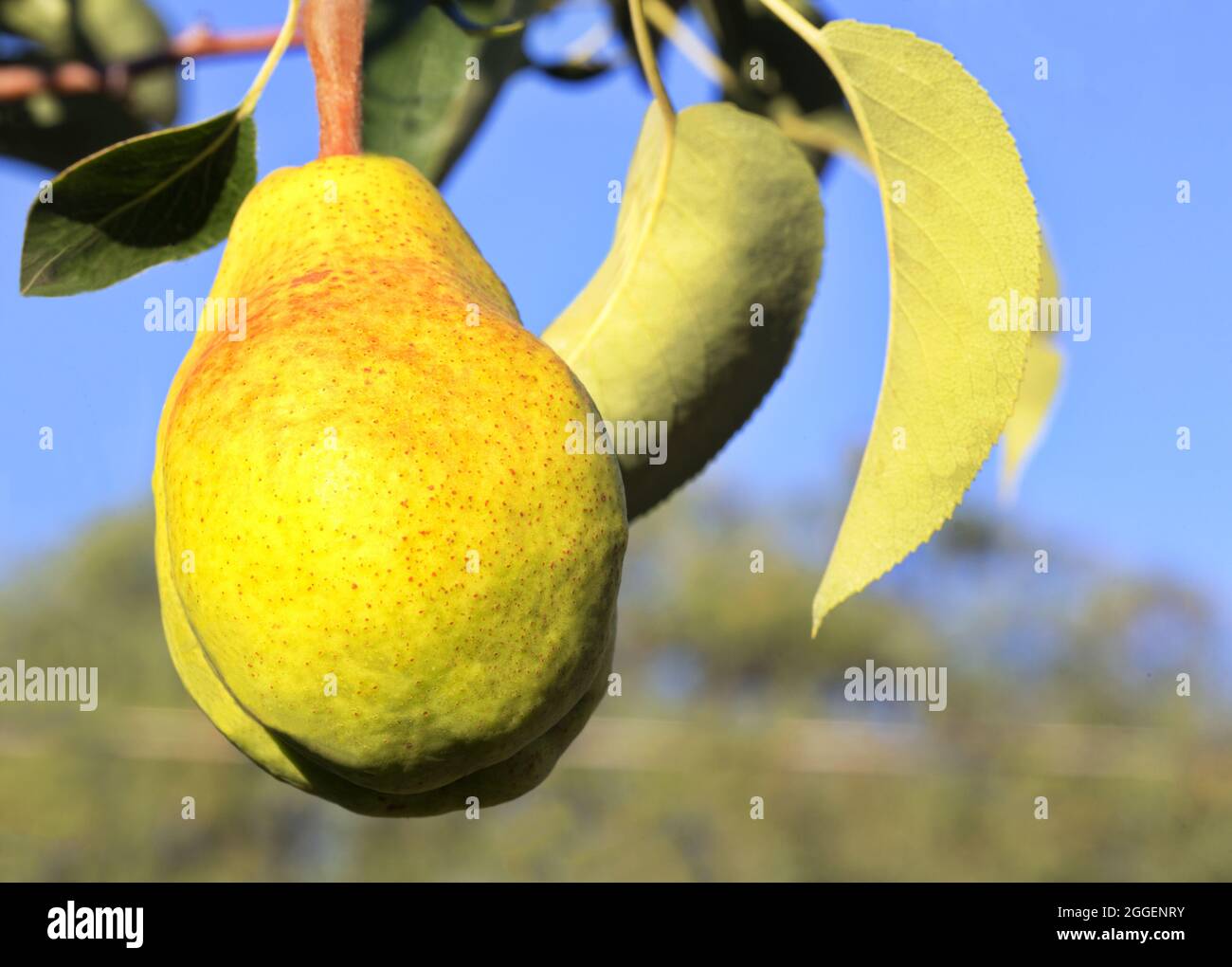 Red blush pear hi-res stock photography and images - Alamy