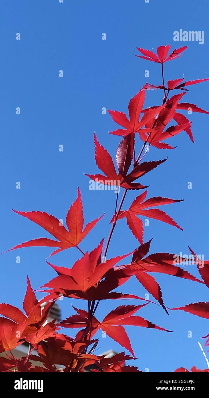 Tree red leaves in hi-res stock photography and images - Alamy