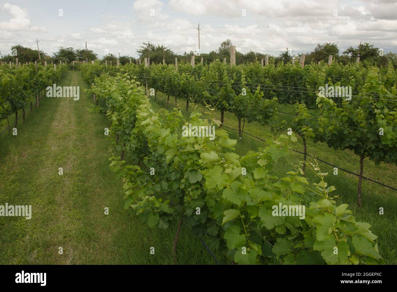 Vineyard wineyard grape grapevine hi-res stock photography and images ...
