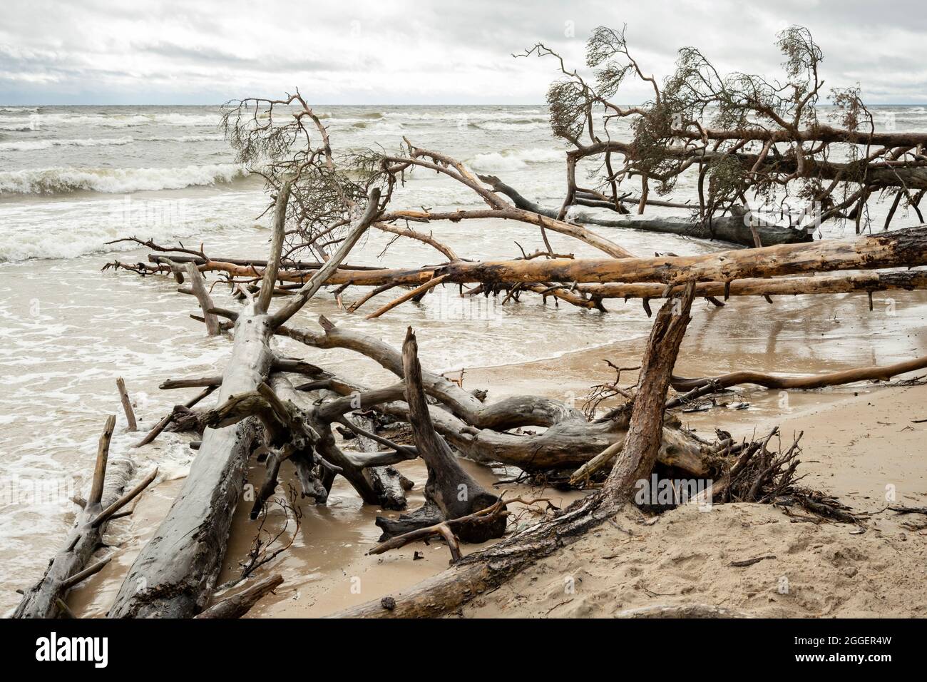 Windy morning on the beach with fallen trees Stock Photo - Alamy