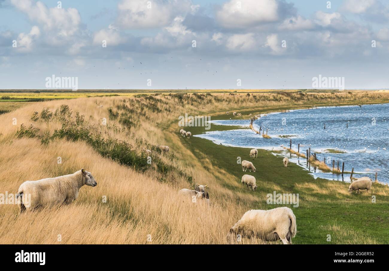 Sheep grazing on the sea dike of the North Sea in Denmark. Wadden Sea ...