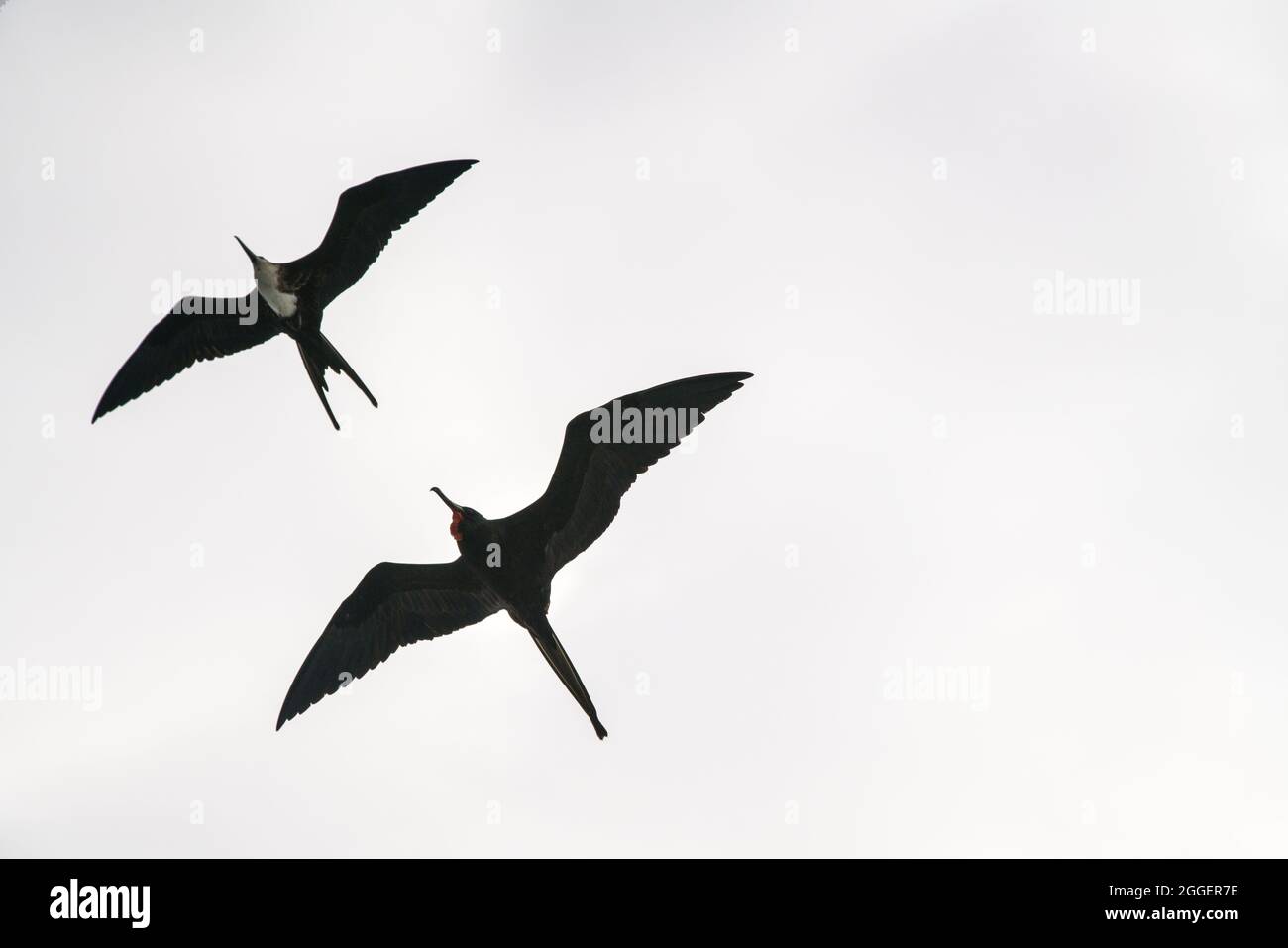Frigate Bird Tattoo