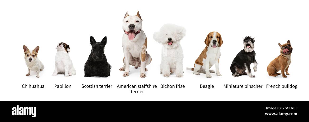 Collage made of popular purebred dogs isolated over white studio ...