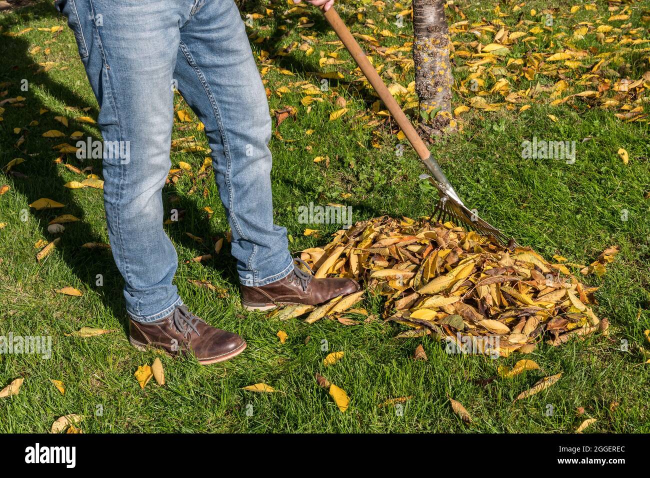 Man raking colorful fallen leaves in his garden in the fall Stock Photo ...