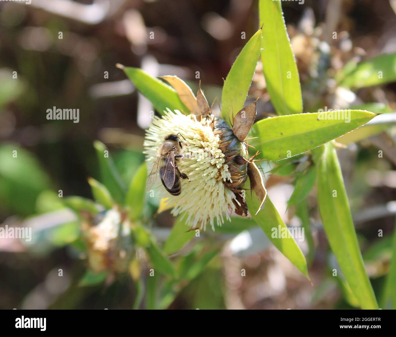 Abeja hi-res stock photography and images - Alamy
