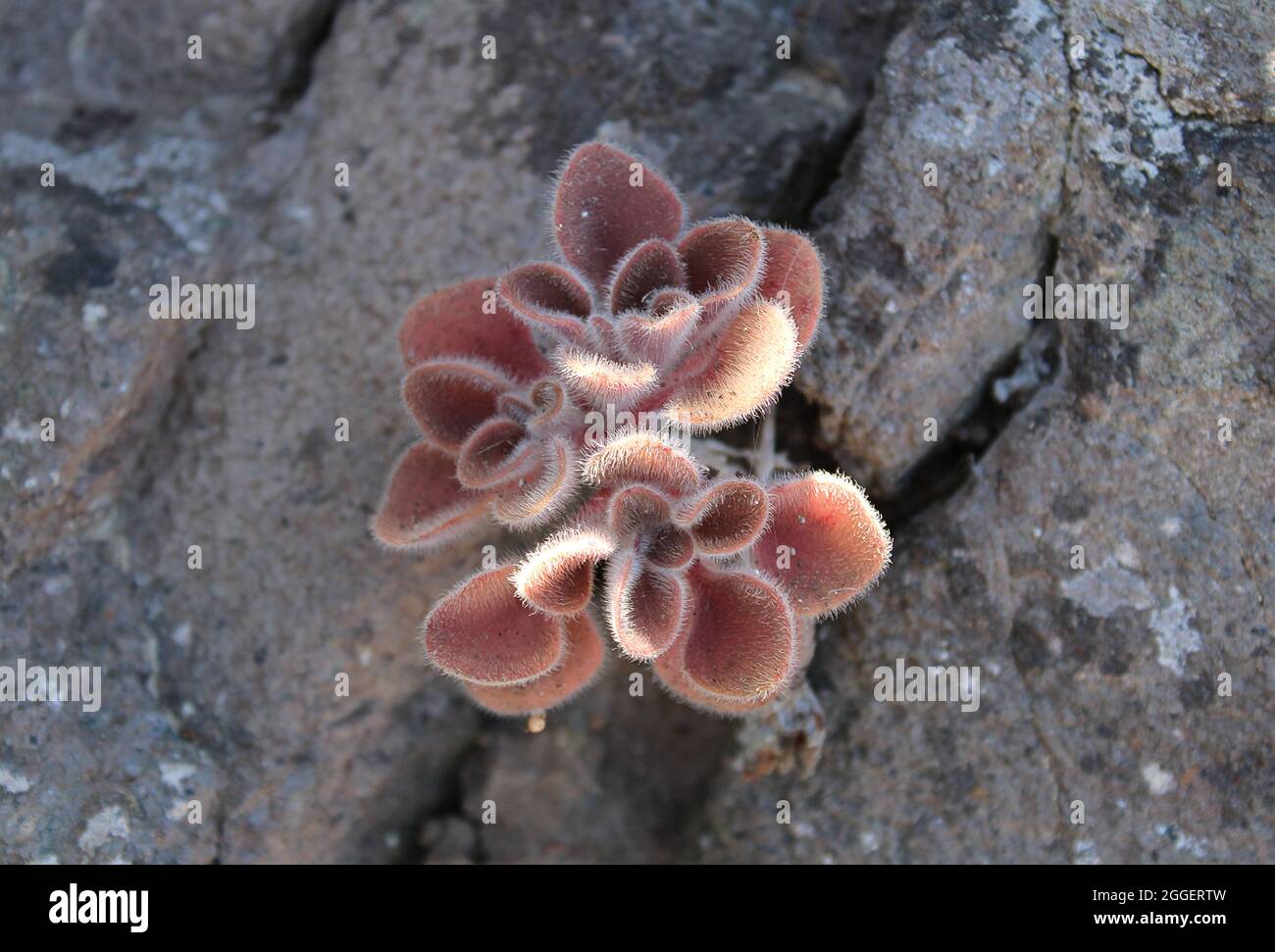 Canario rojo hi-res stock photography and images - Alamy