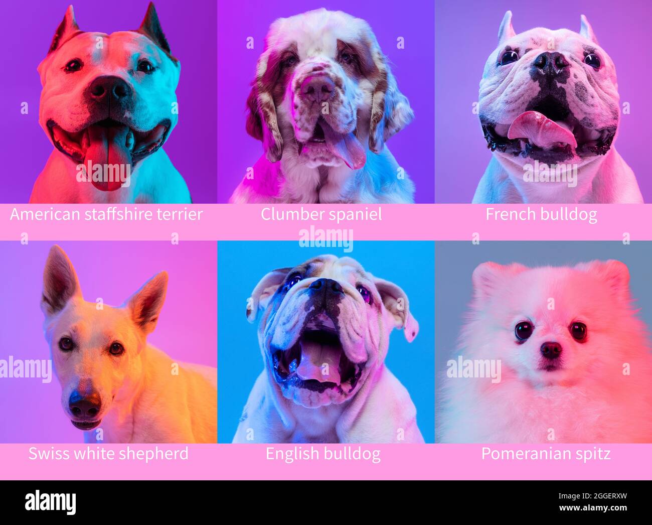 Collage made of popular purebred dogs isolated over multicolored neon ...