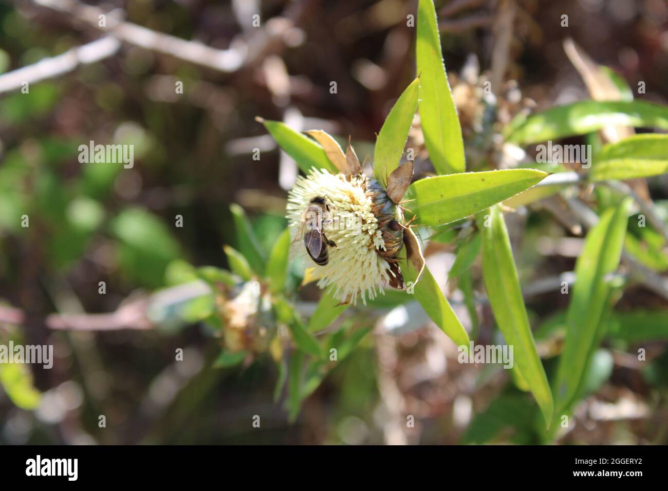 Abeja en flor Stock Photo - Alamy