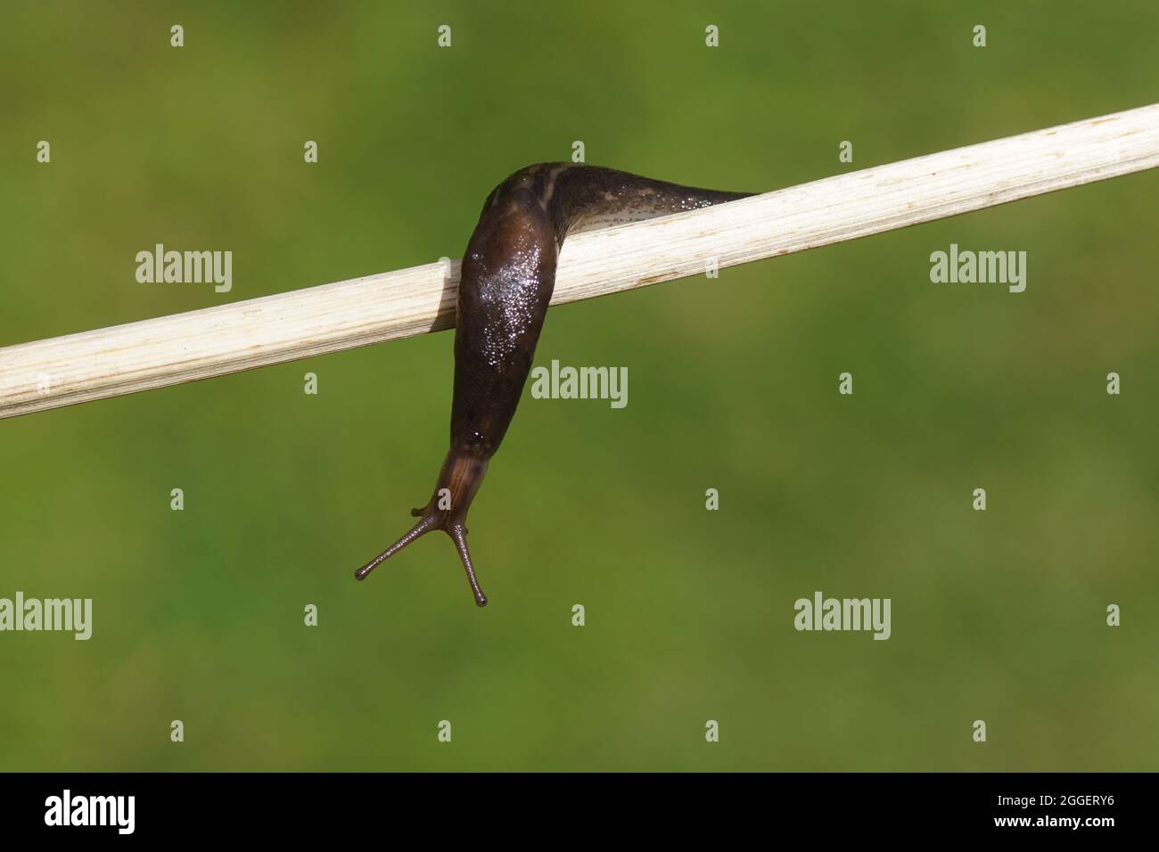 Great gray slug, leopard slug (Limax maximus), family Limacidae ...