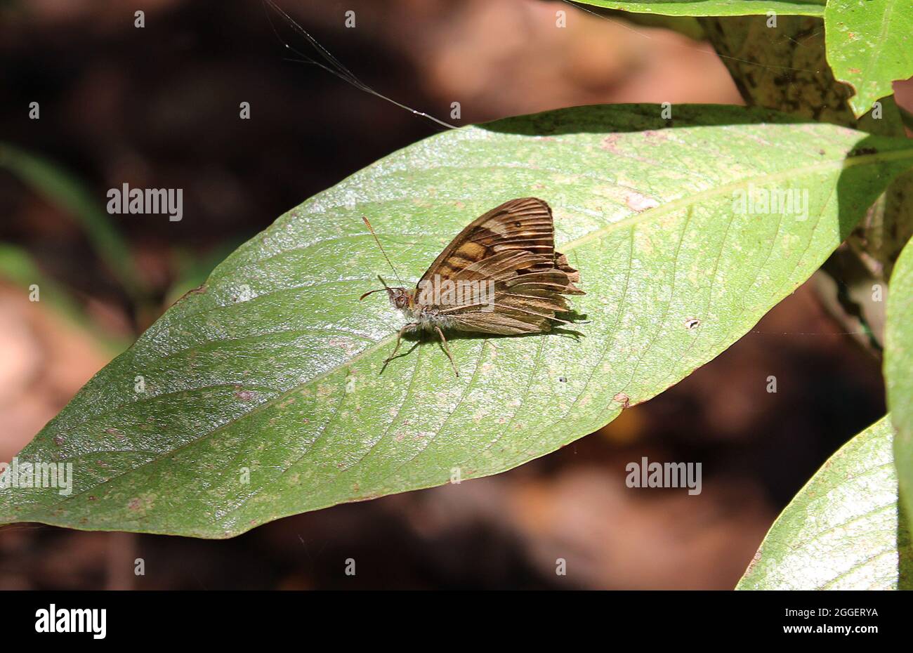 Mariposa mariposa mariposa naturaleza hi-res stock photography and ...