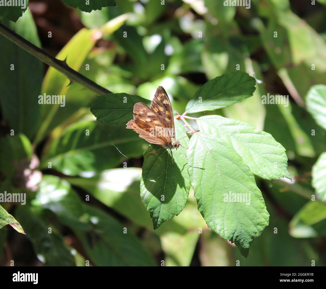Mariposa mariposa mariposa naturaleza hi-res stock photography and ...