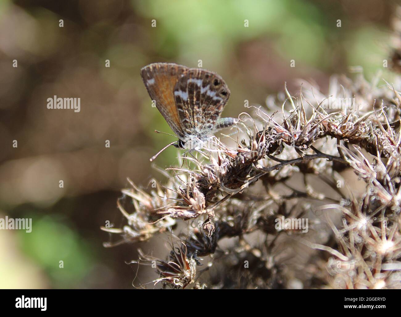 Mariposa naturaleza hi-res stock photography and images - Alamy