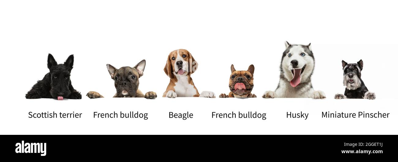 Horizontal collage made of popular purebred dogs isolated over white ...