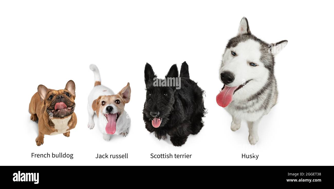 Four popular purebred dogs sitting and looking up isolated over white ...