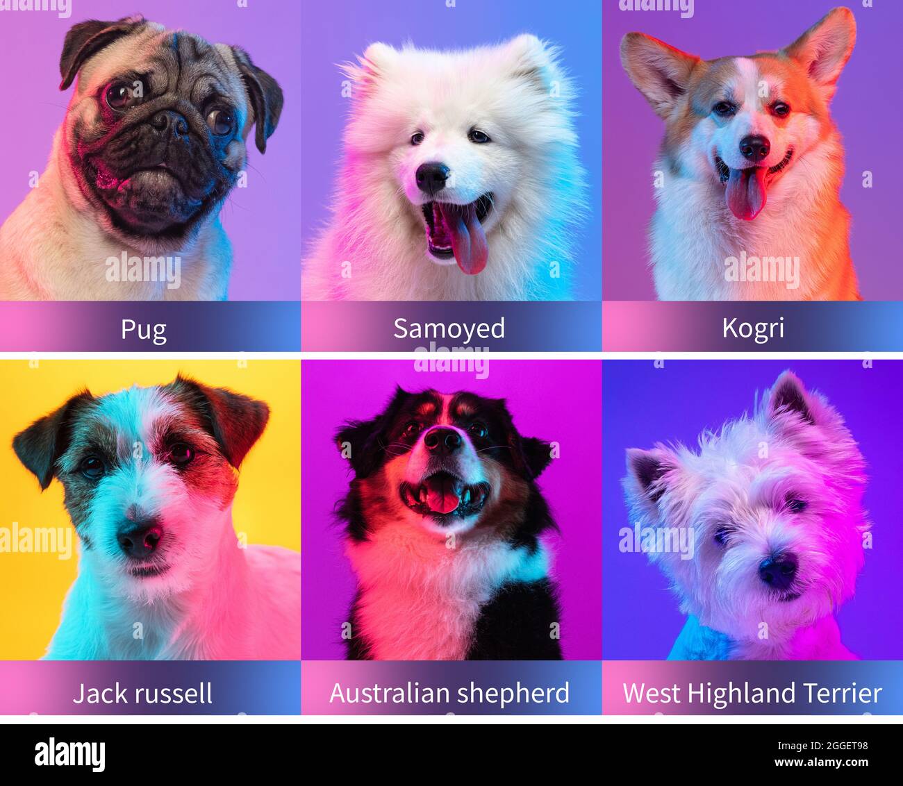 Collage made of popular purebred dogs isolated over multicolored neon ...