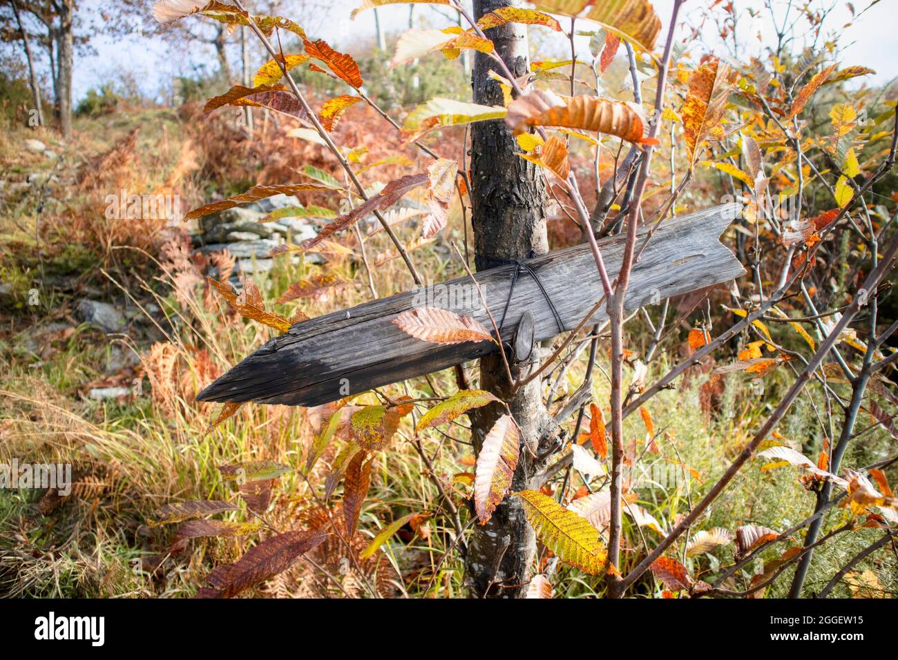 Direction indication in an arrow shaped sign in a wood Stock Photo - Alamy