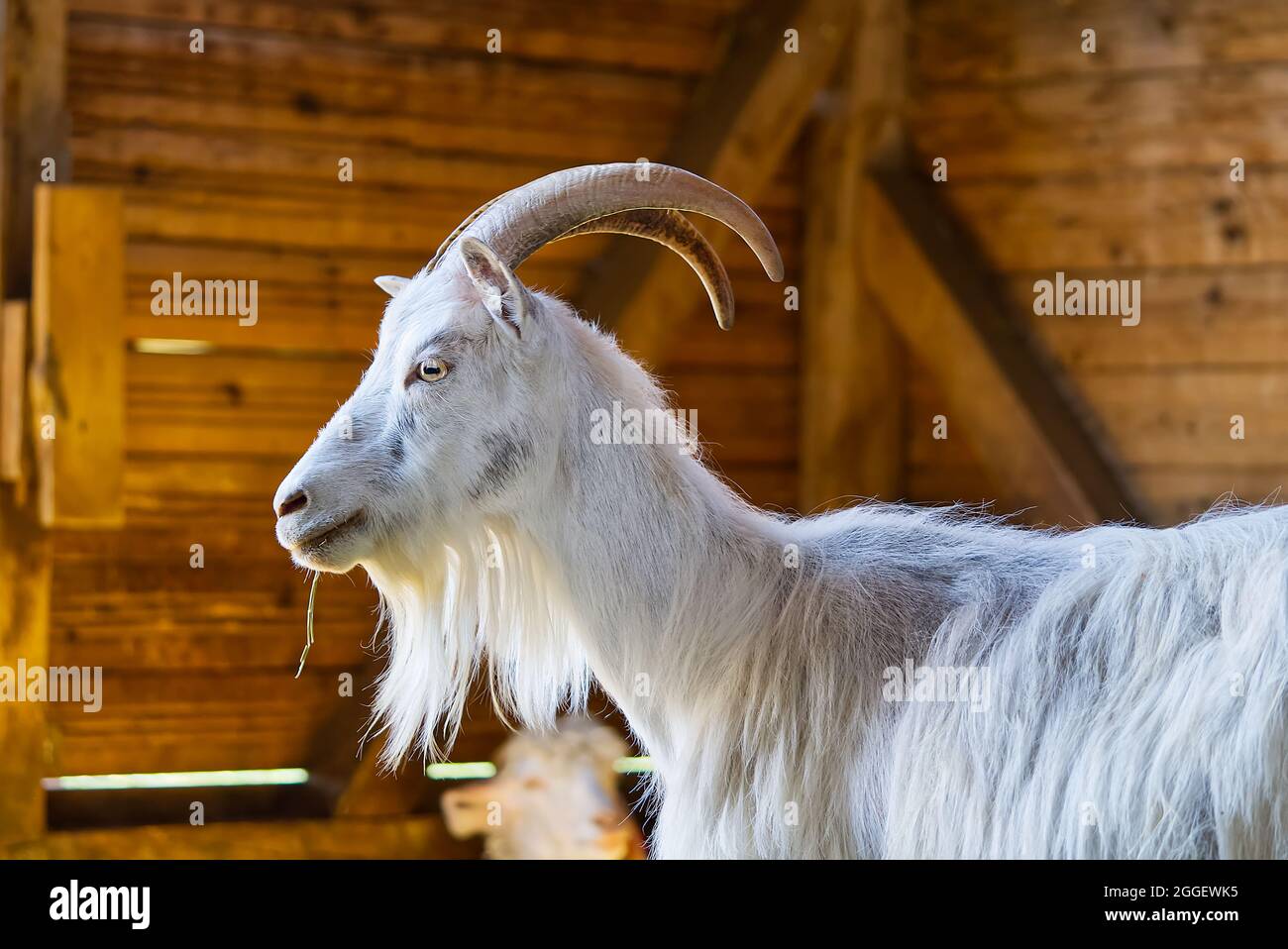 White goat in the barn. Domestic goats in the farm. Cute an angora wool goat Stock Photo - Alamy