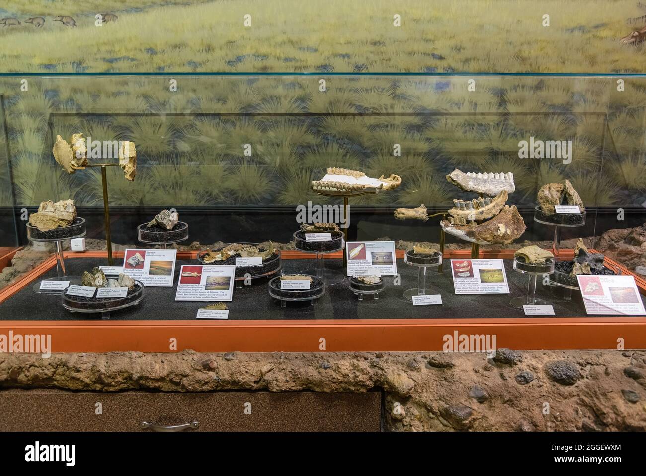 Fossils fossil usa hi-res stock photography and images - Alamy