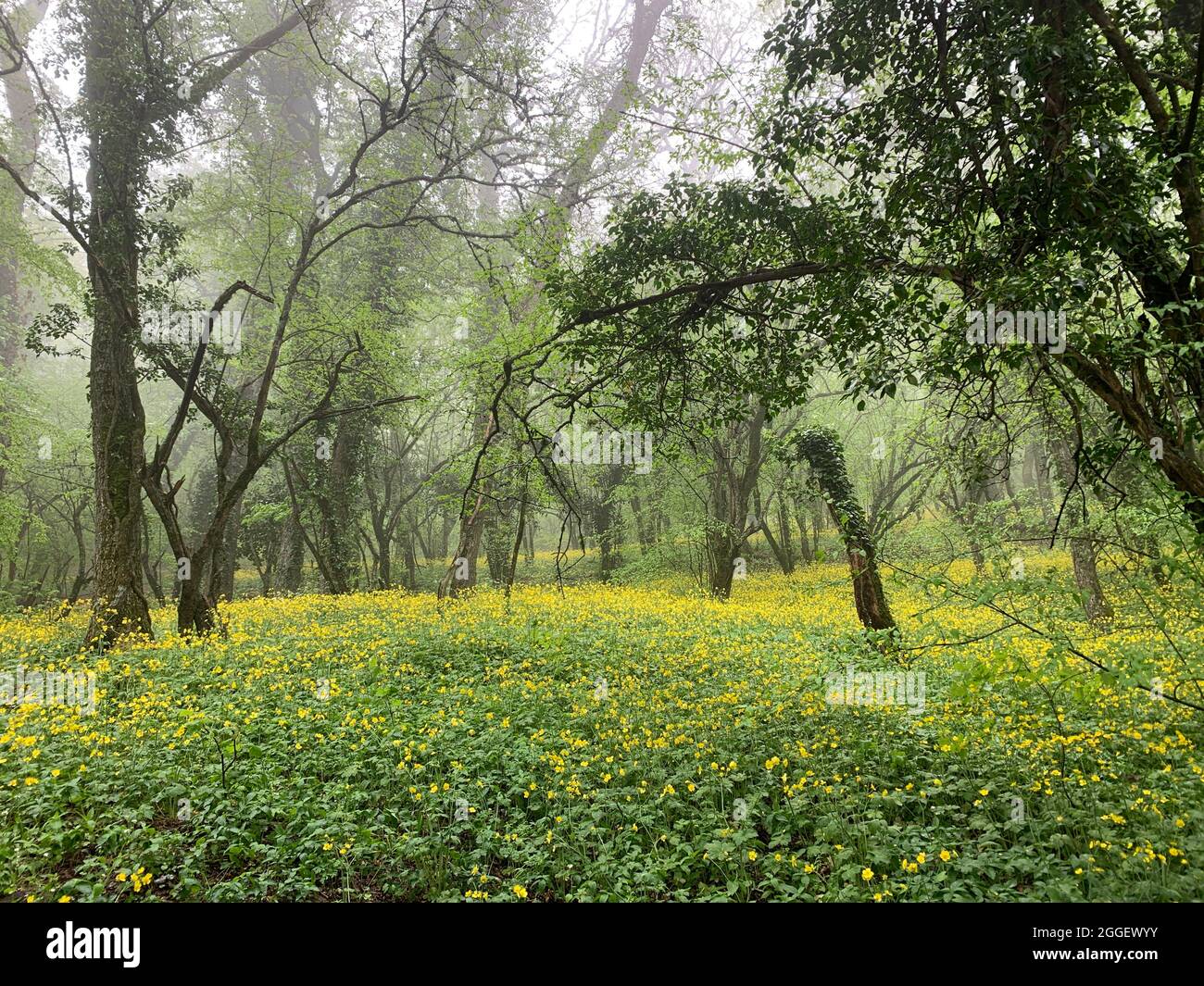 Spring landscape scene in woods. Wild flowers in a forest Stock Photo ...
