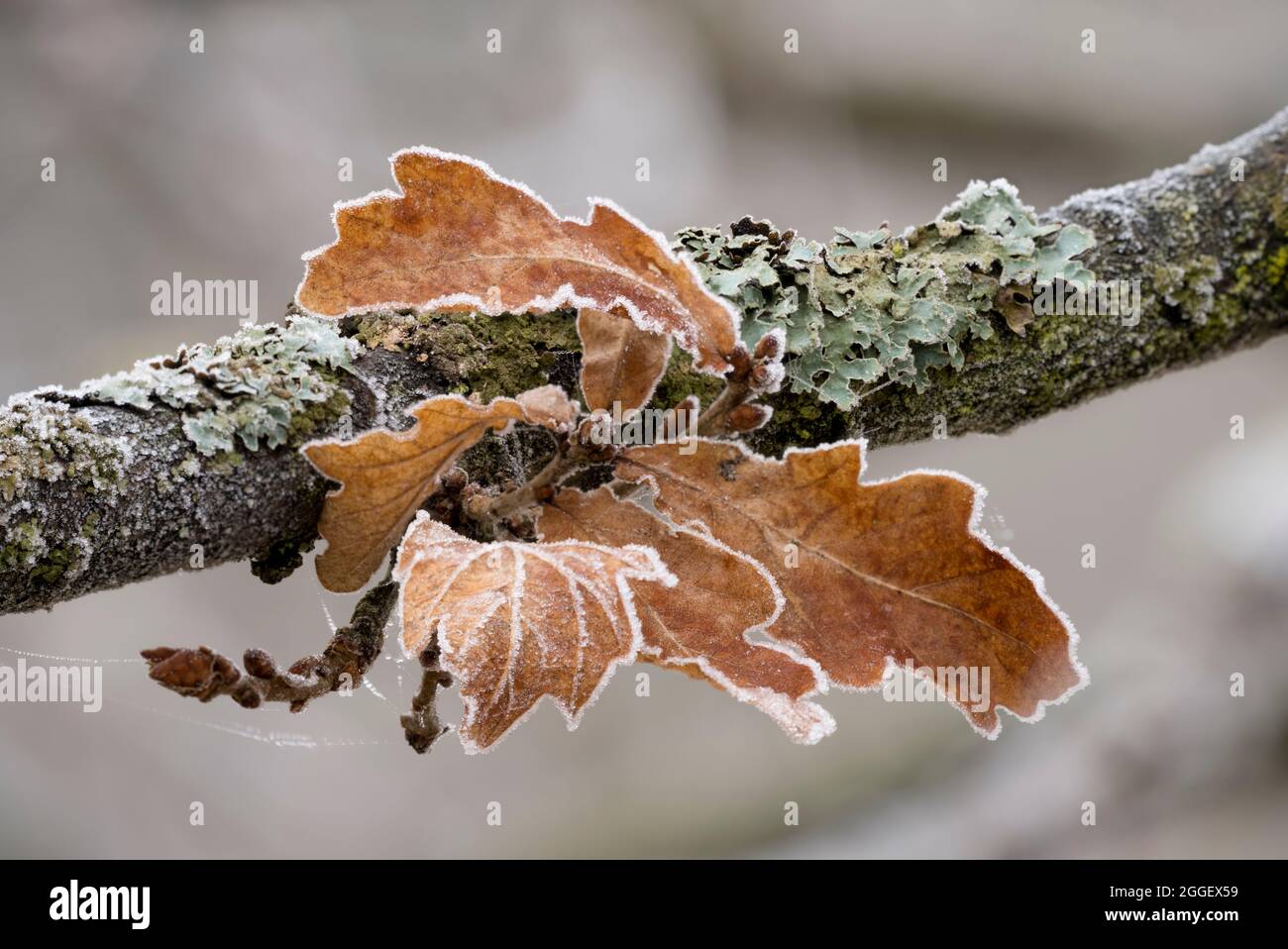 Froxen oak leaves, sub zero temperature and a hoar frost at Askham Bog ...