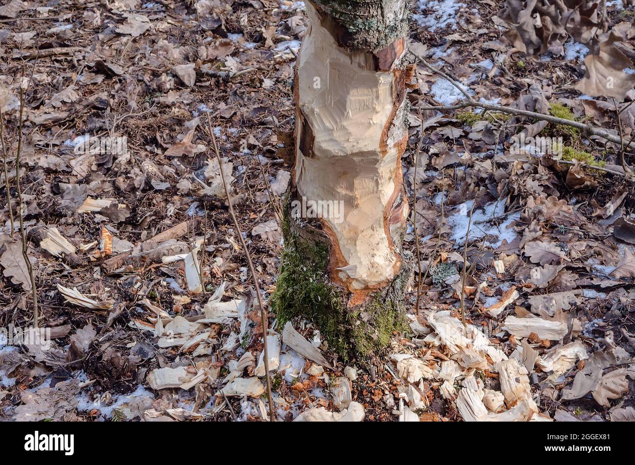 Beaver teeth marks on trees. Beavers nibbled the trunk of a tree. Trees ...
