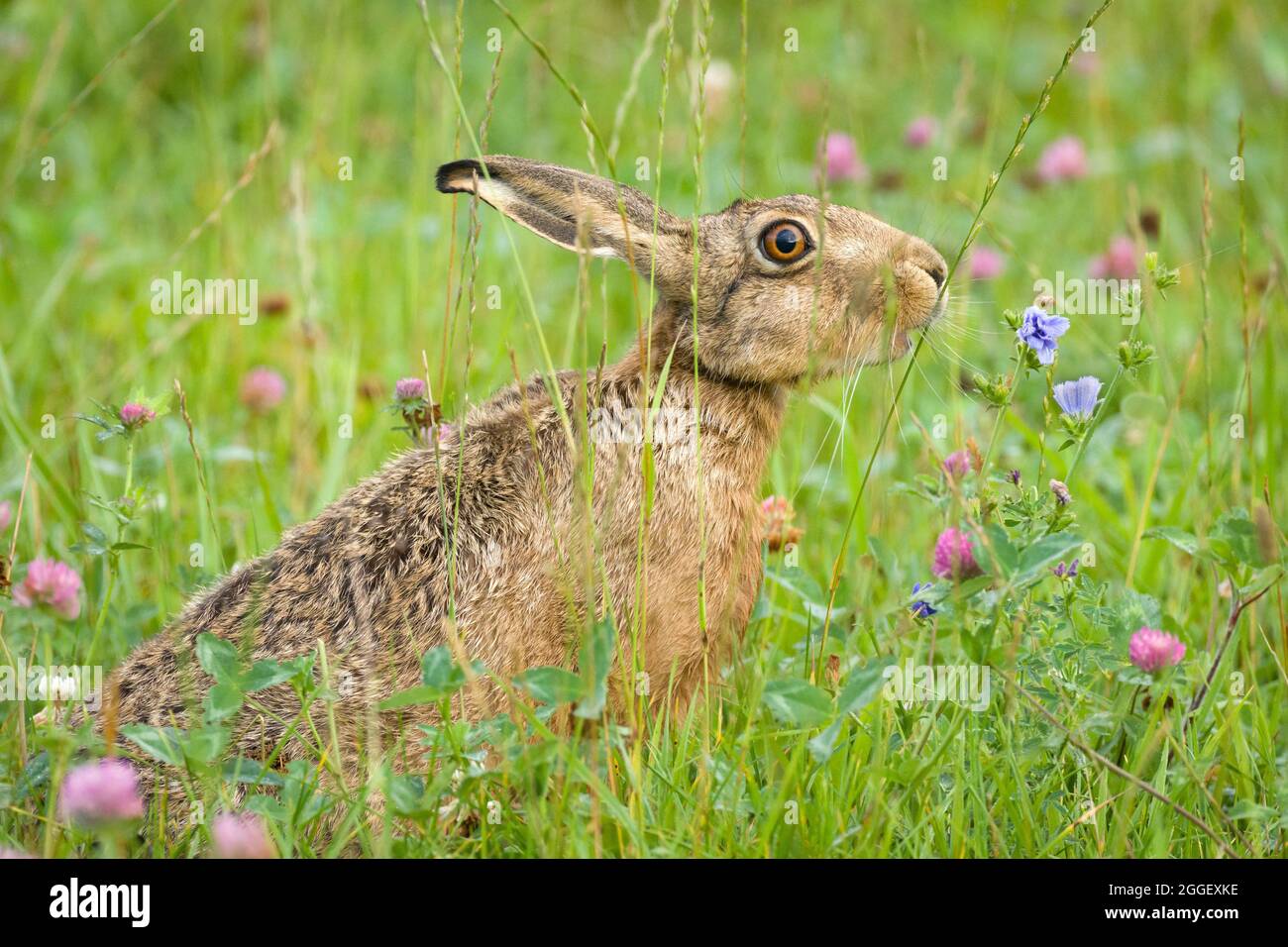 European Brown Hare, near Attleborough, East Anglia, England Stock ...