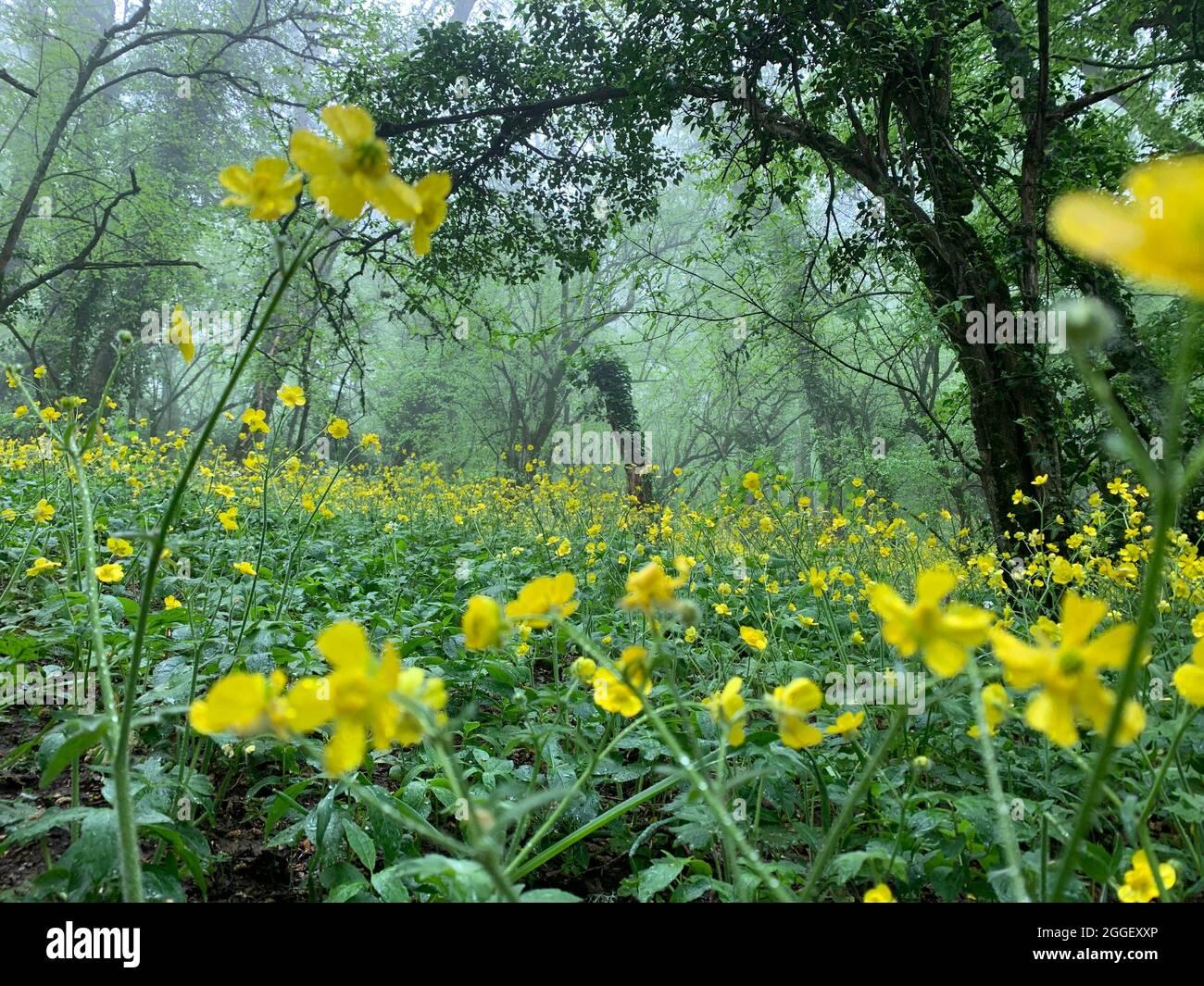 Spring landscape scene in woods. Wild flowers in a forest Stock Photo ...
