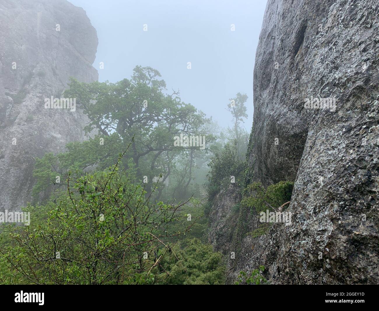 Mystic rocks and cliffs in thick fog Stock Photo - Alamy
