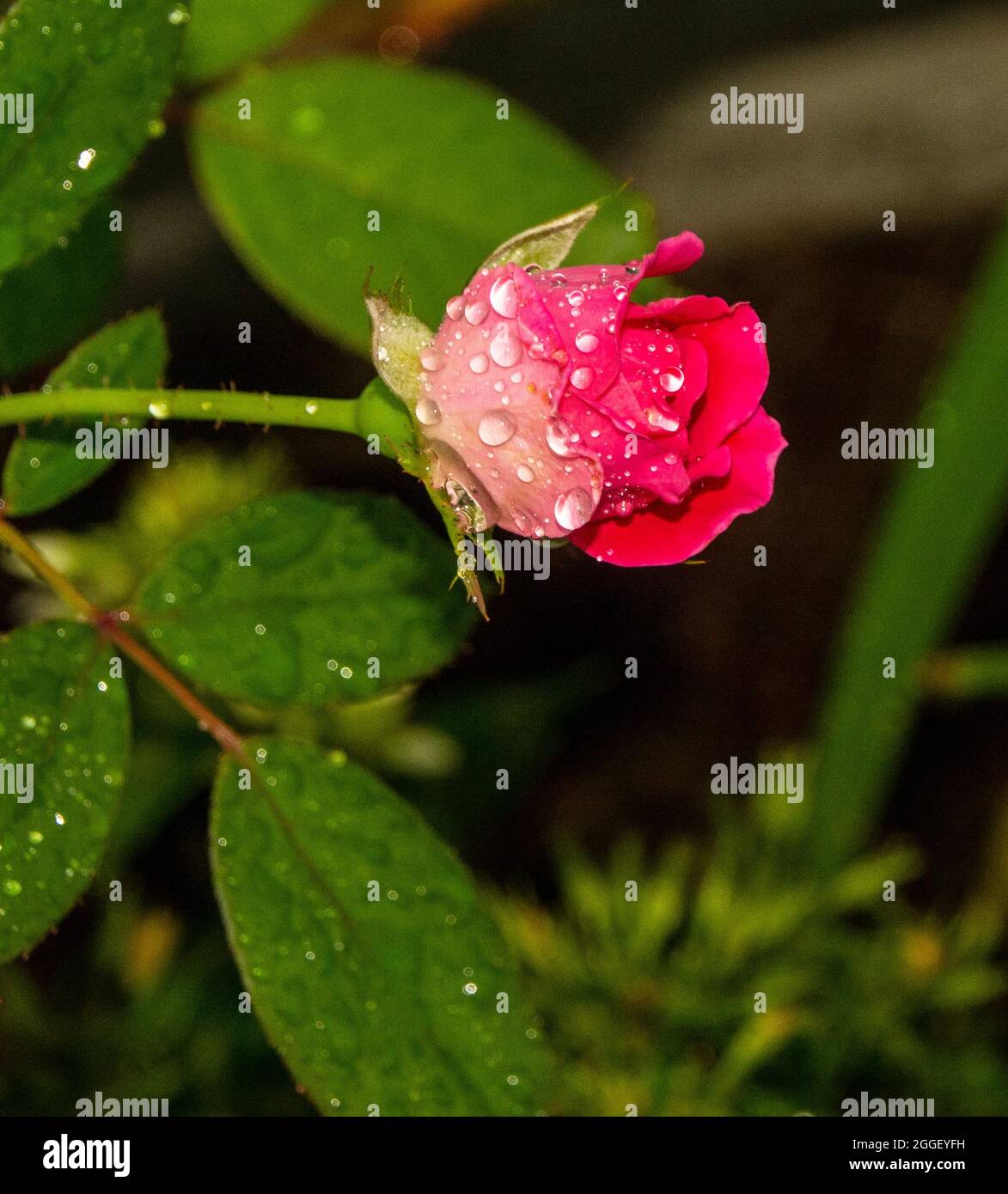 Calming rain hi-res stock photography and images - Alamy