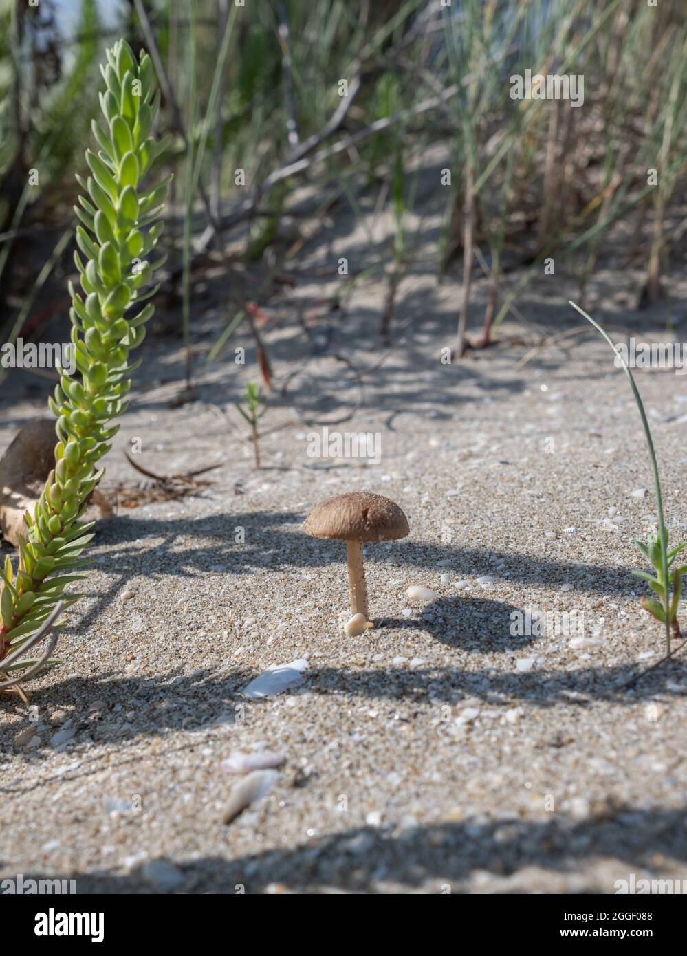 Tiny mushroom grows on the sand dune Stock Photo - Alamy
