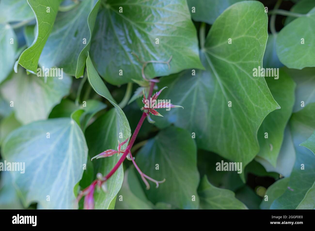 Creeper plants hi-res stock photography and images - Alamy
