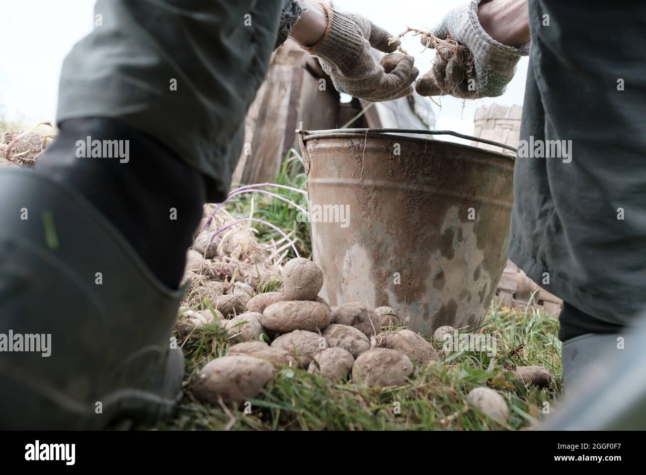 Gloved hands tear off sprouts and roots from old potatoes and throw ...