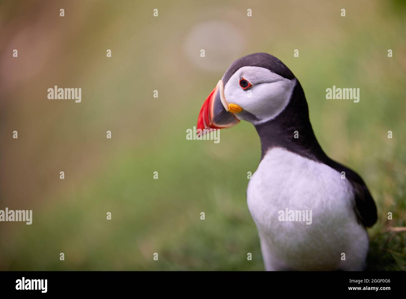 Atlantic Puffins bird or common Puffin in ocean blue background ...