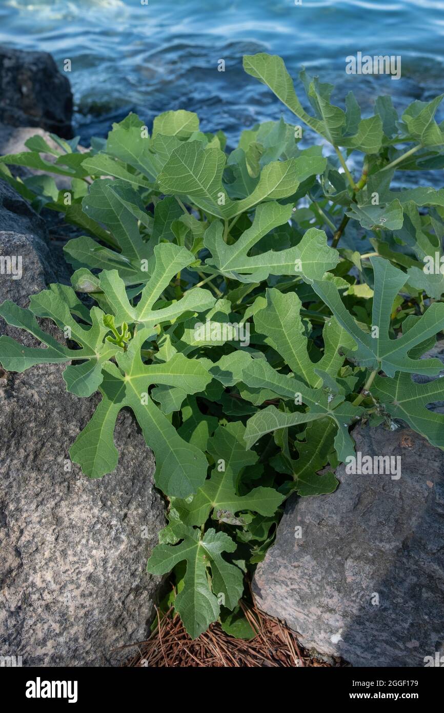 Small fig tree grows among the rocks on the lake shore Stock Photo - Alamy