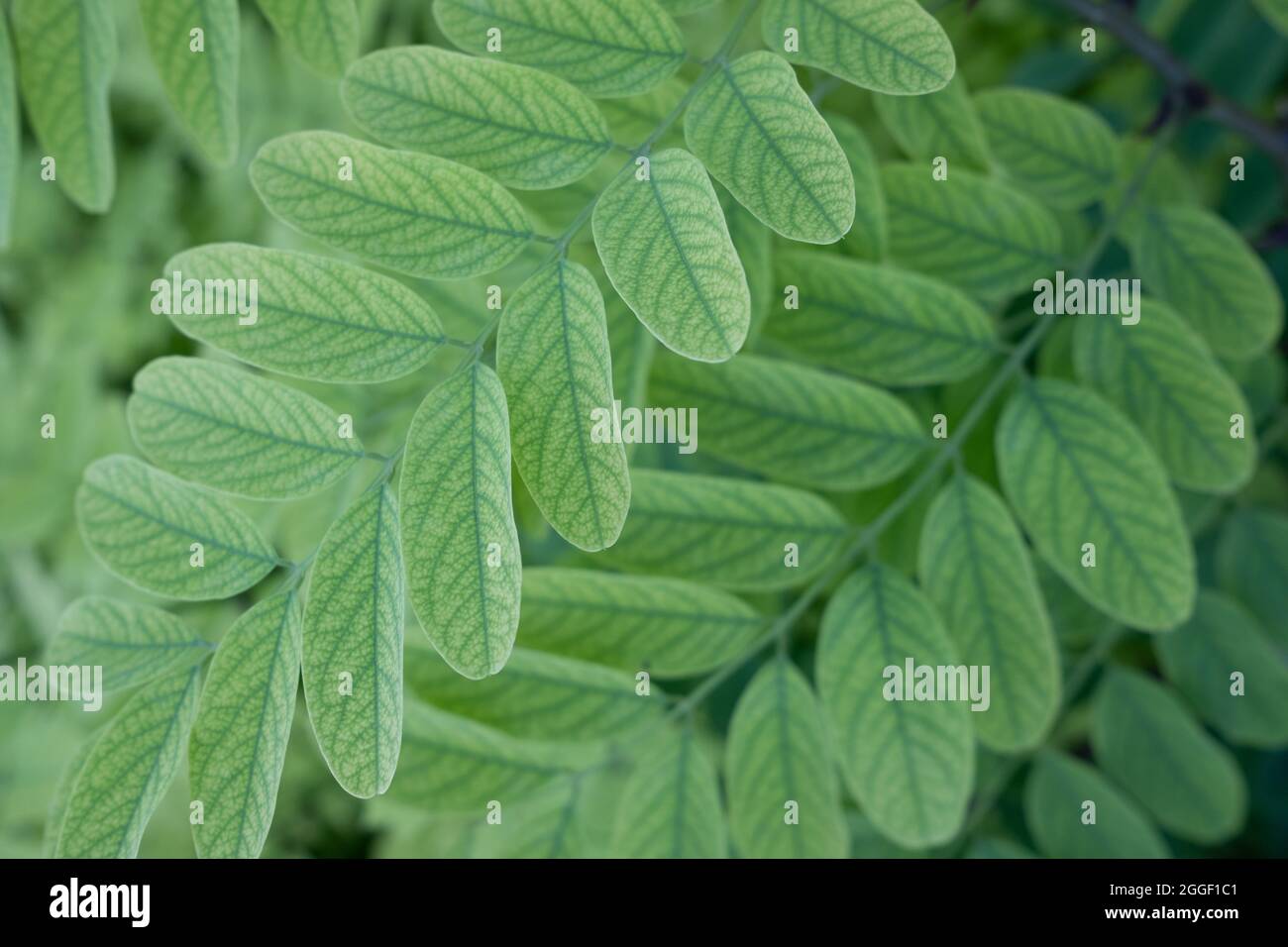 Robinia pseudoacacia leaf hi-res stock photography and images - Alamy