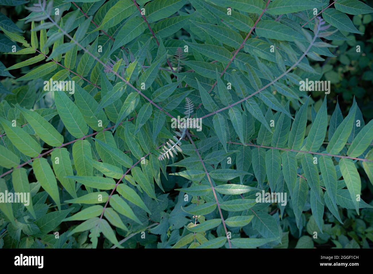 Tree of heaven hi-res stock photography and images - Alamy