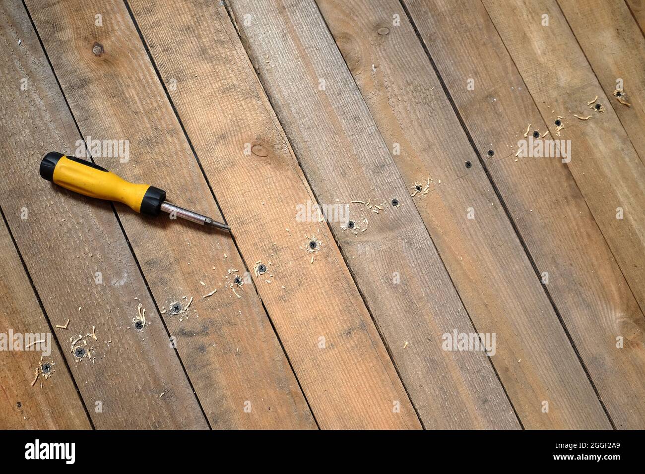 Repair of wooden floor. Screwdriver and rows of many fixed screws top ...