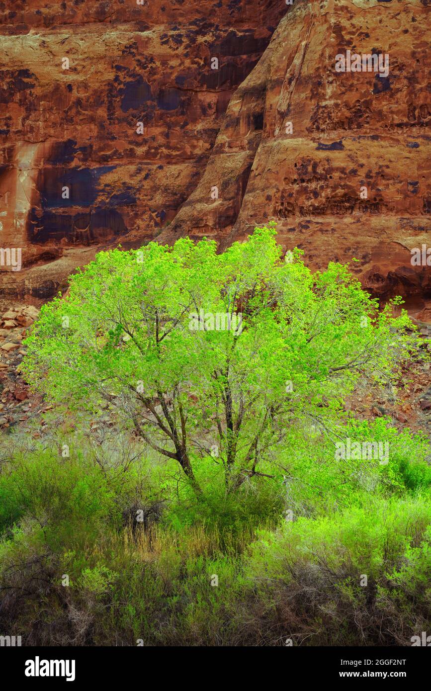 Verdant canyons hi-res stock photography and images - Alamy