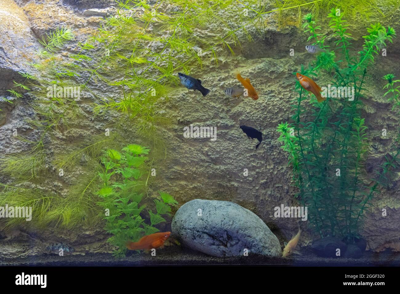 Big fish small aquarium hi-res stock photography and images - Alamy