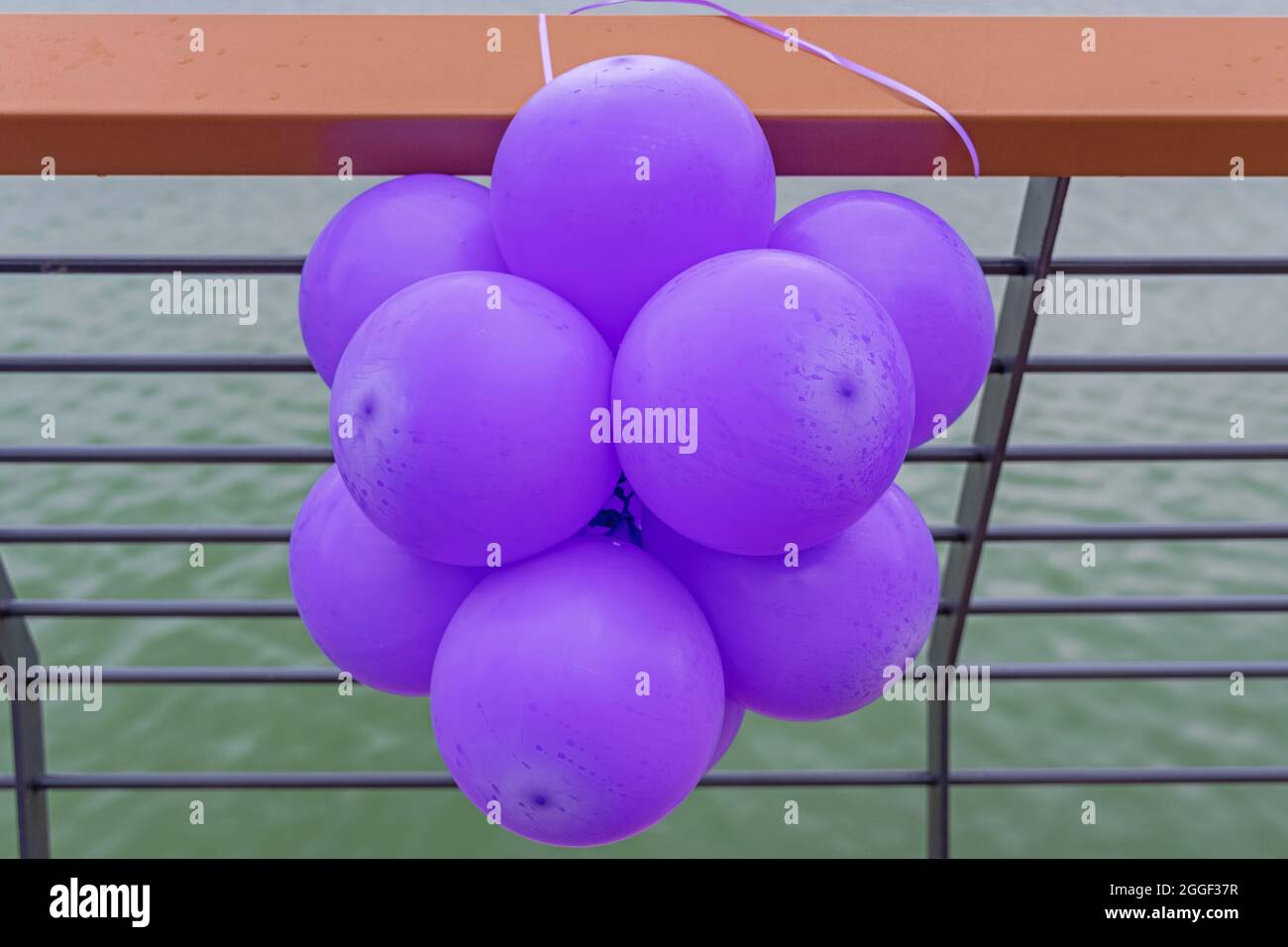 Purple Party Latex Balloons Cluster at Fence Decor Stock Photo - Alamy