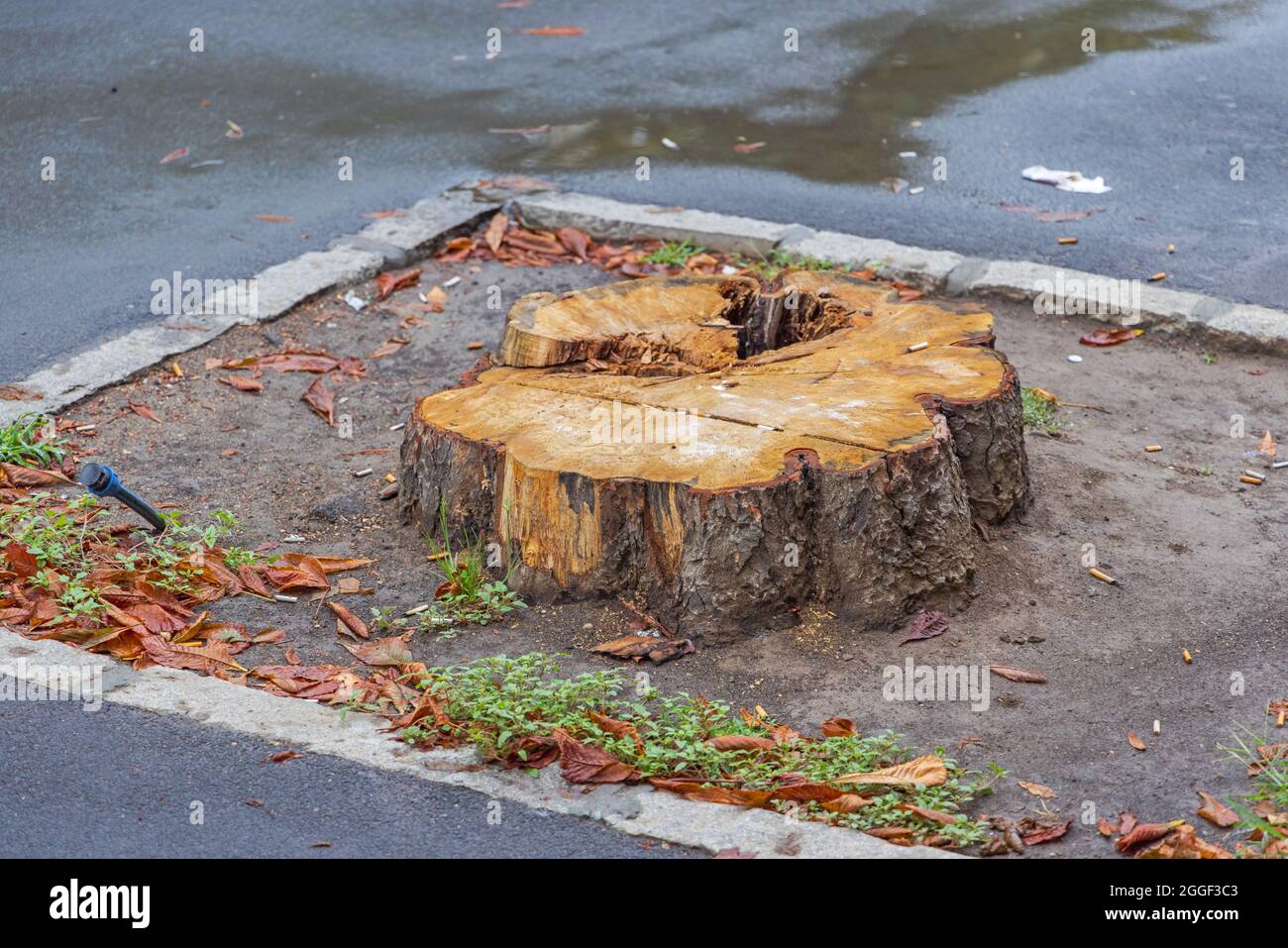 Cutted Damaged Bad Tree Stump Trunk at City Street Stock Photo - Alamy