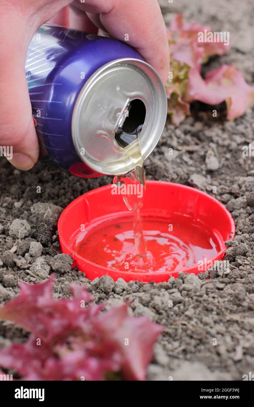 Slug trap. A beer trap next to young lettuce plants to distract slugs ...